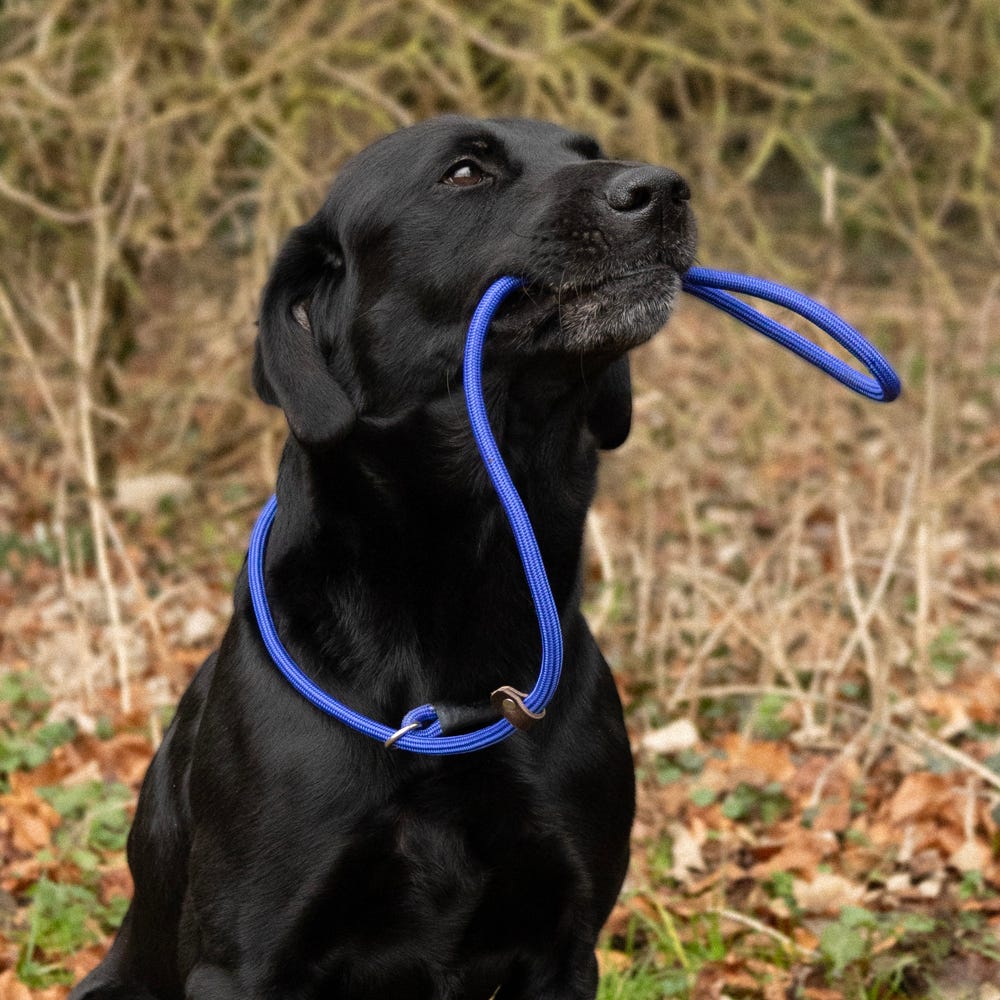 Benji & Flo Classic Slip Lead - Battles